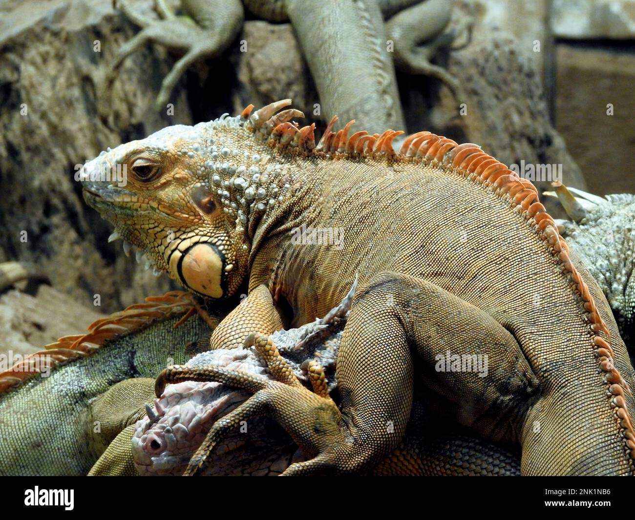 The green iguana, also known as the American iguana or the common green ...
