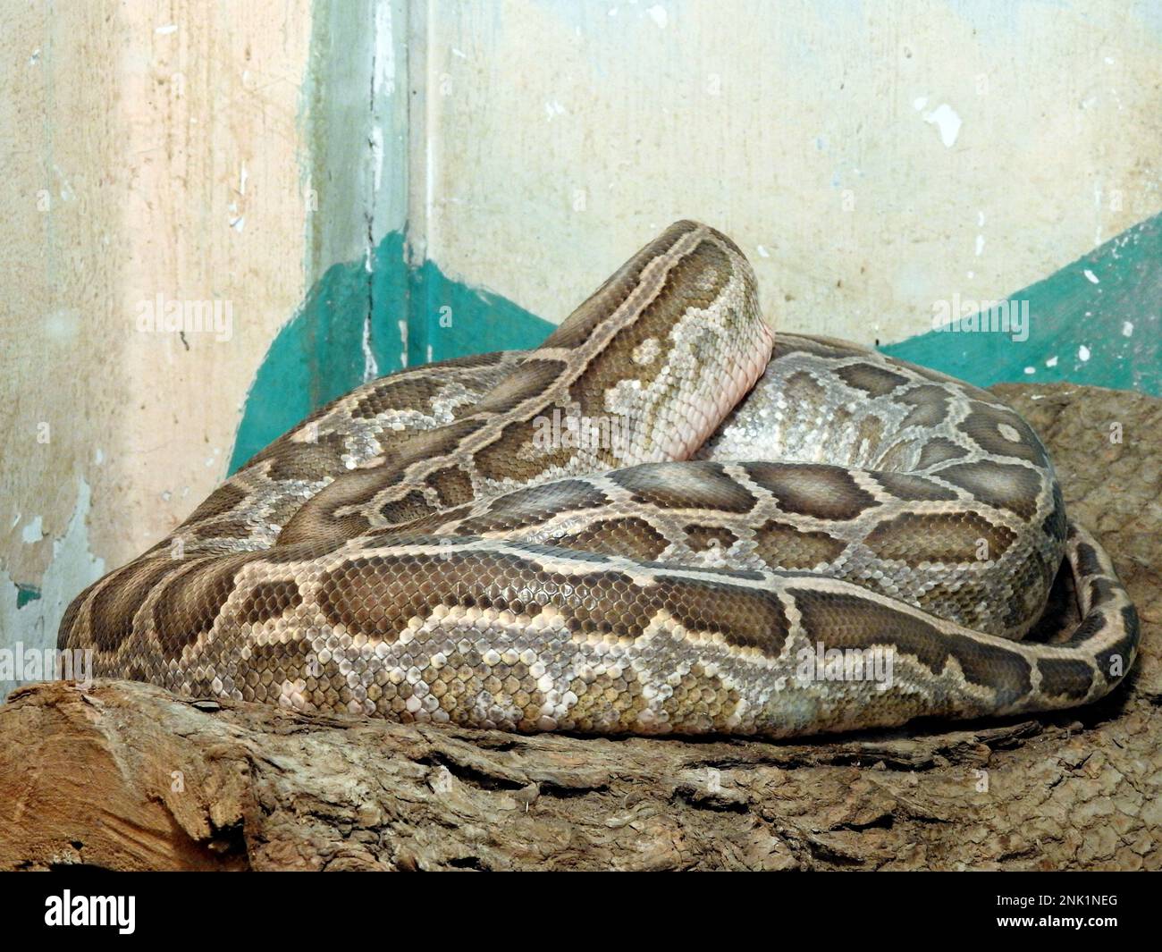 The Indian Python Python Molurus Native To Tropical And Subtropical Regions Of The Indian