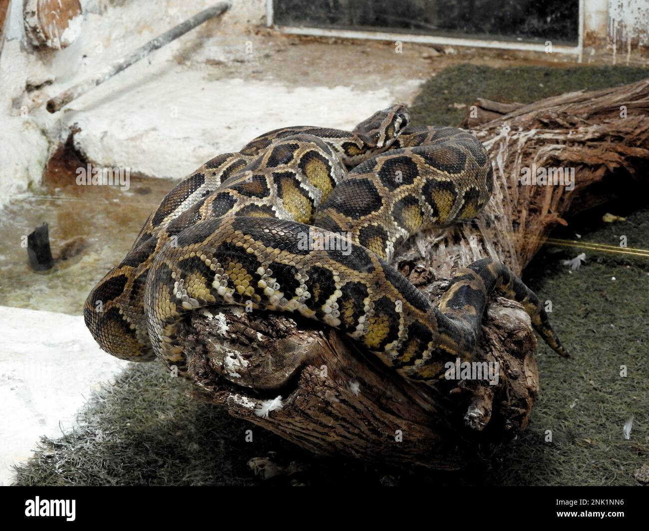 The Indian Python Python Molurus Native To Tropical And Subtropical Regions Of The Indian