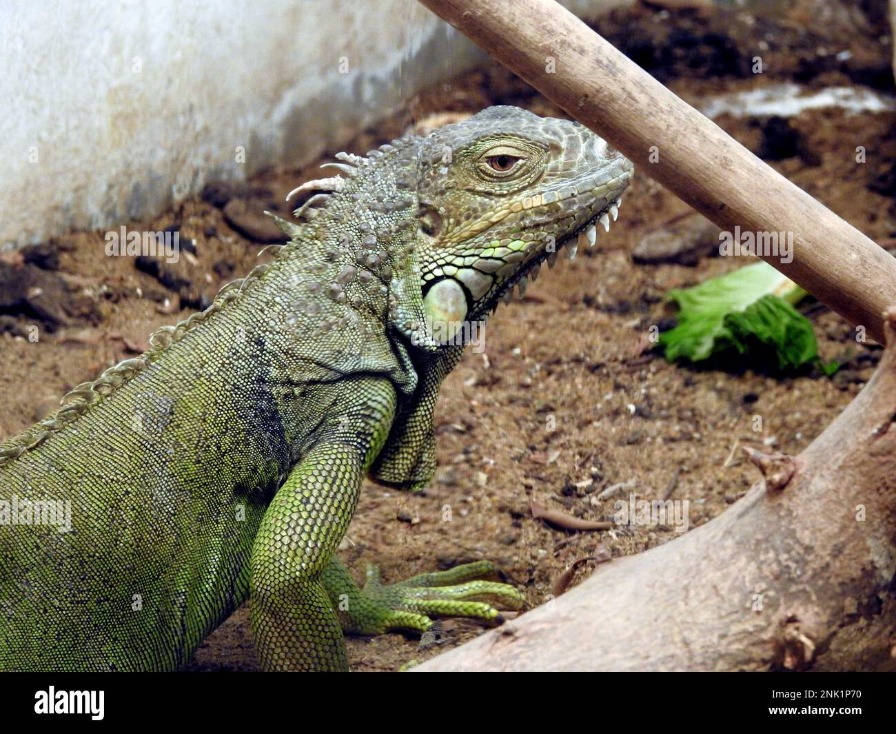 The green iguana, also known as the American iguana or the common green ...
