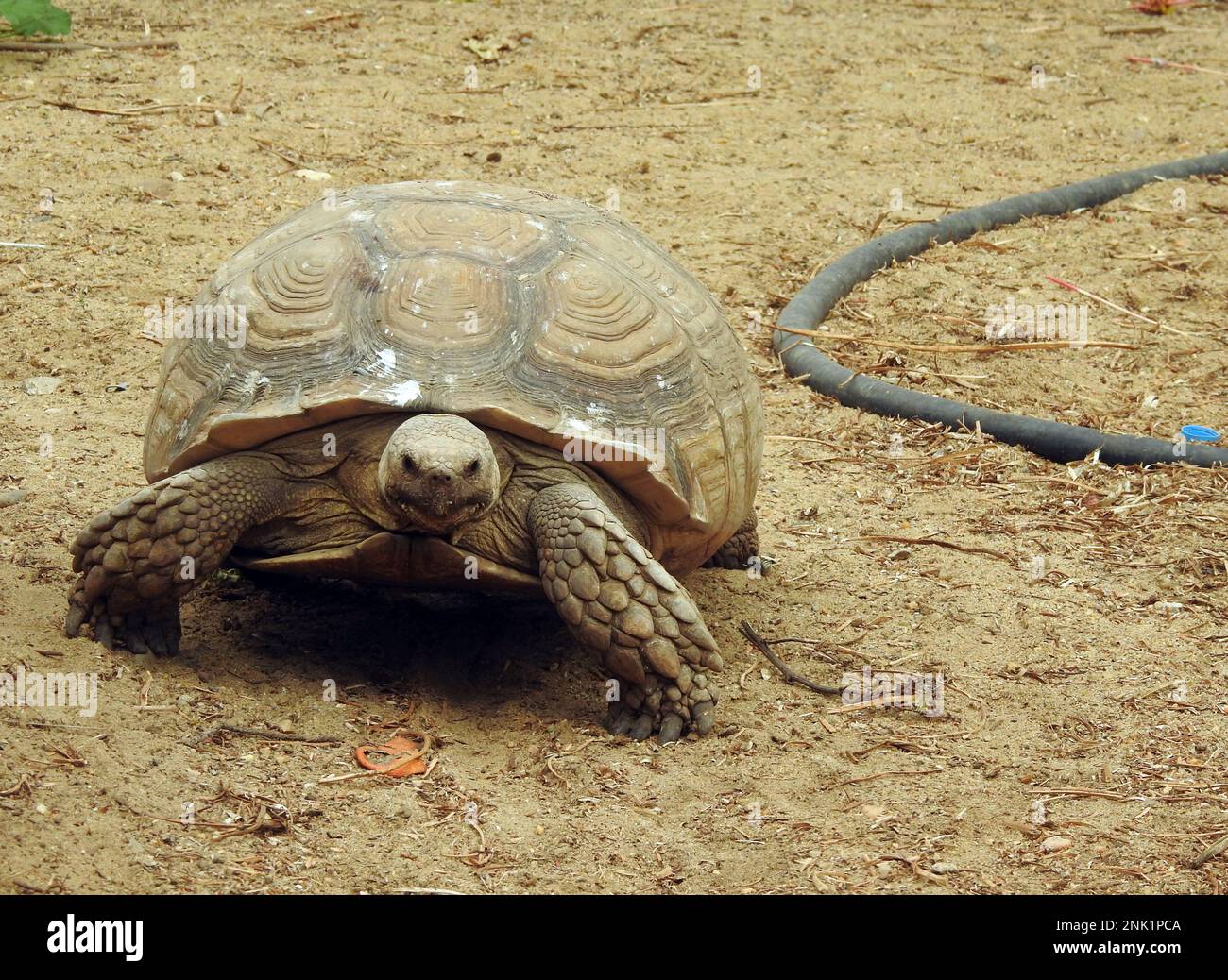The Asian forest tortoise (Manouria emys), also known commonly as the ...