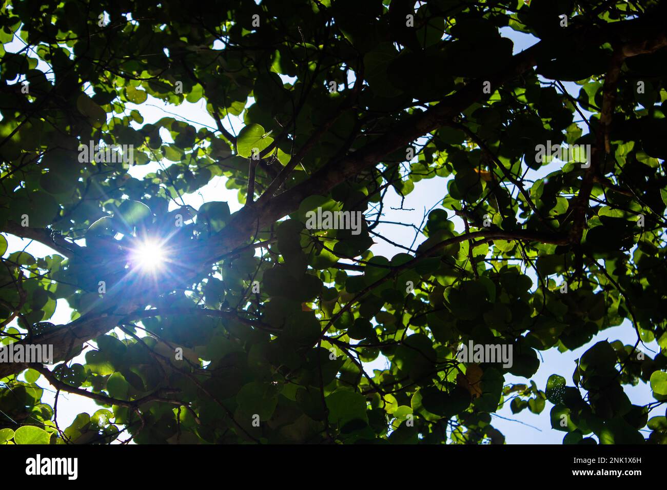 Sunbeam through the space in the tree leaves. View of sun rays in the ...