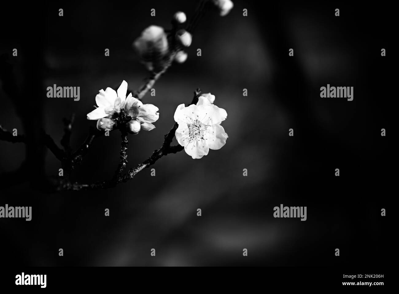 A greyscale shot of cherry blossoms on a tree branch, with a blurred ...