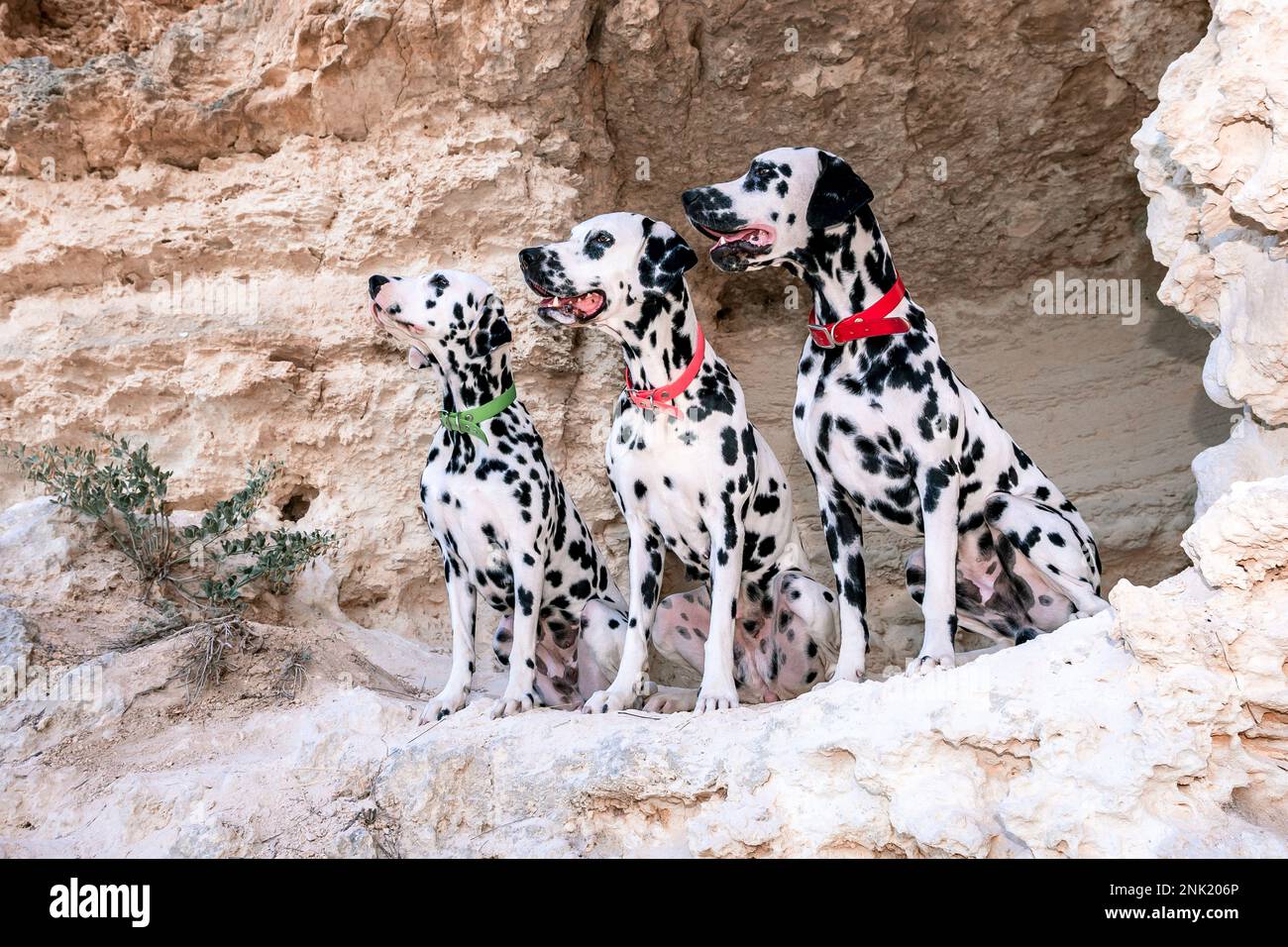 Portrait of three beautiful young Dalmatian dogs sitting in a cave ...