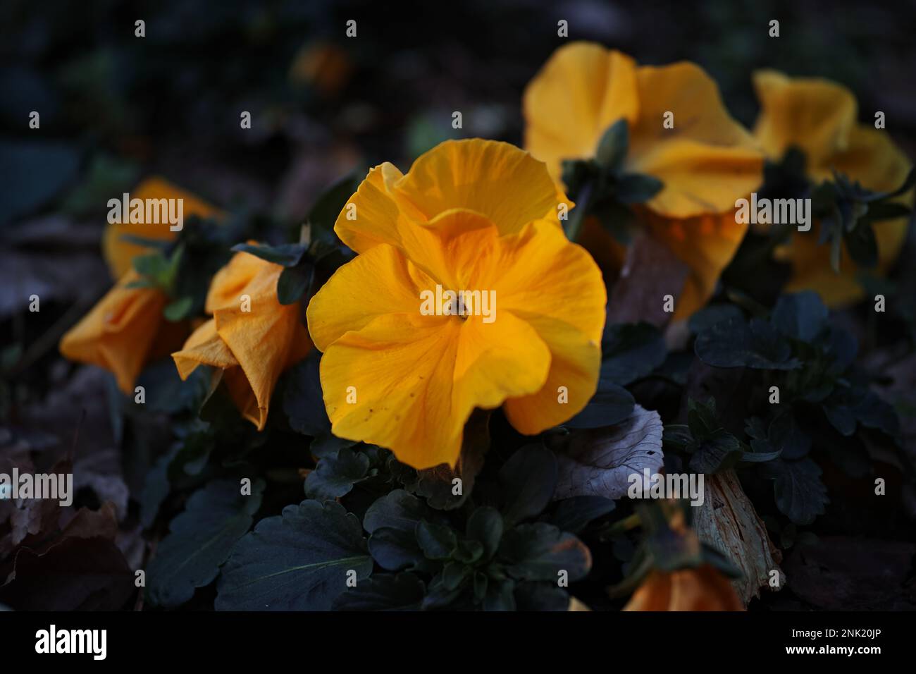 A bright yellow viola illuminated against a dark background, with a ...