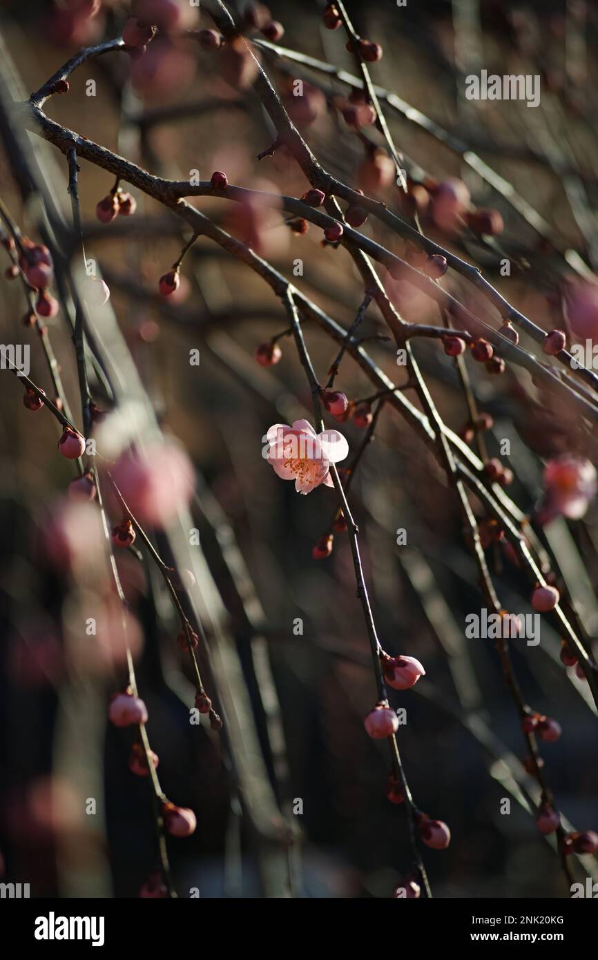An array of vibrant pink blooms adorning the lush branches of a tree ...