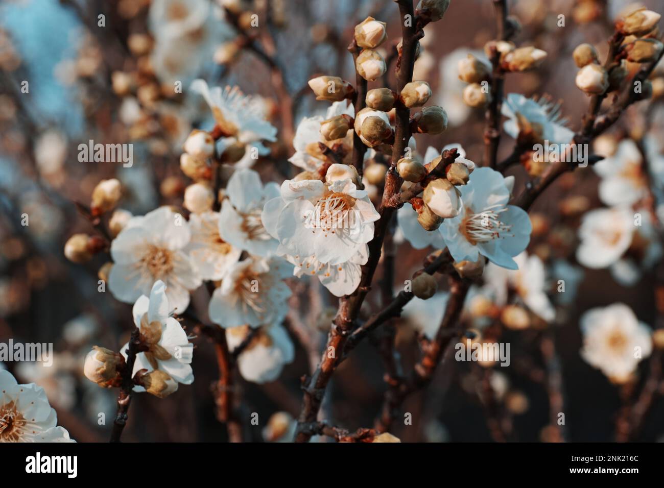 A vibrant image of a tree branch bursting with white blossoms, creating ...