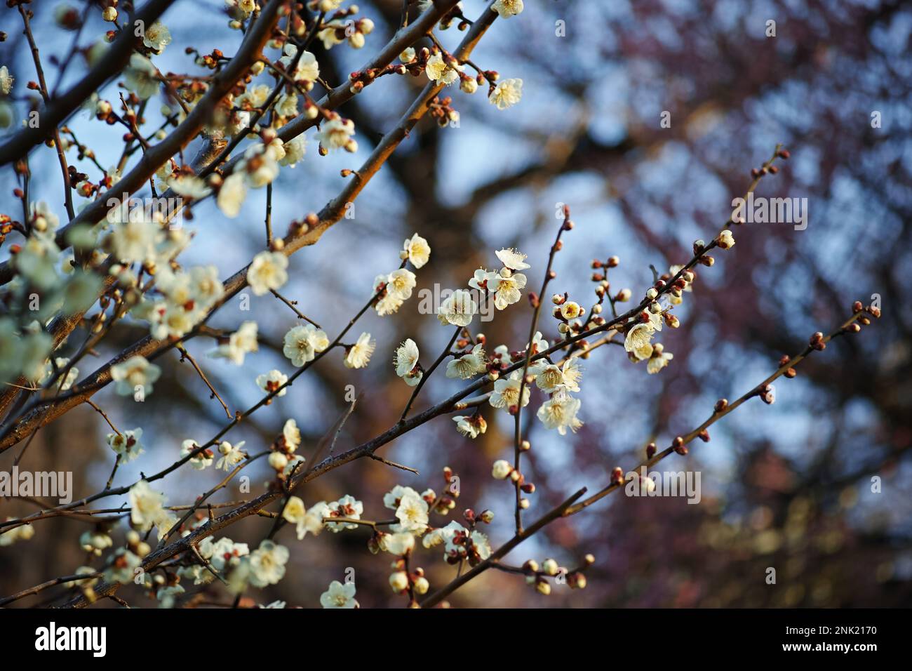A vibrant tree with cascading white blossoms in the midst of a lush ...