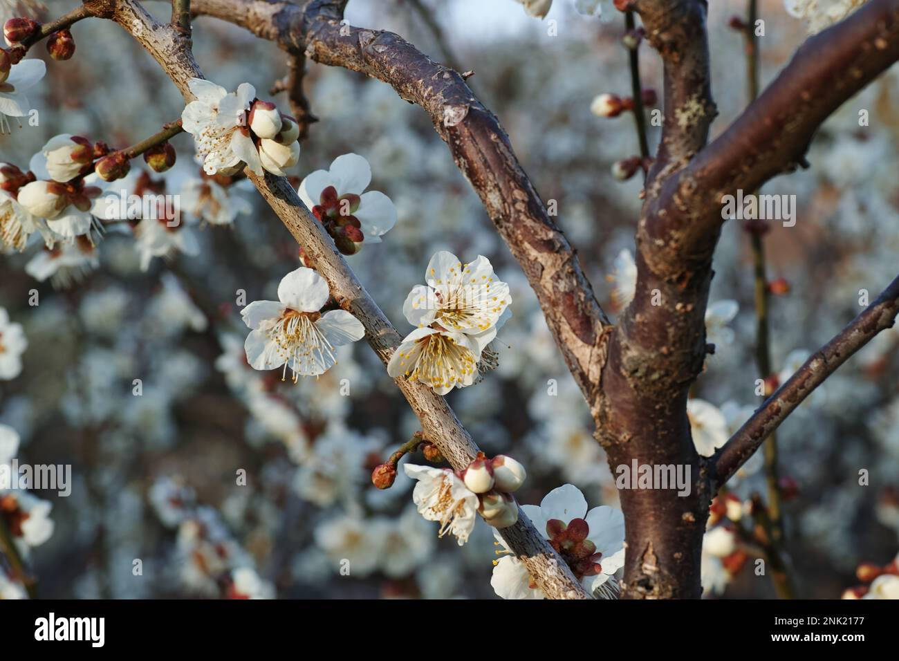 A vibrant image of a tree branch bursting with white blossoms, creating ...