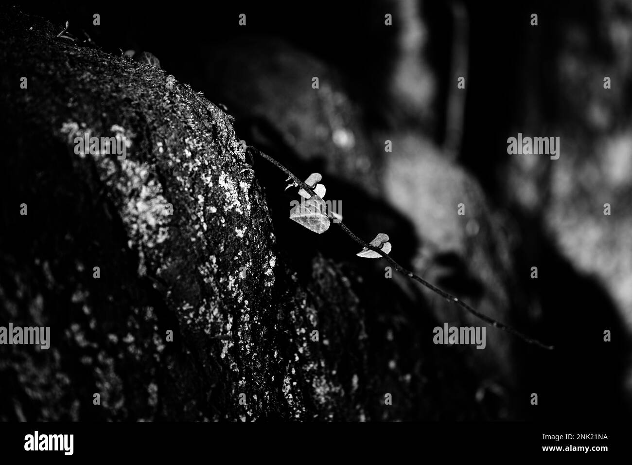 A greyscale shot of a single leaf of a an english ivy climbing atop a ...