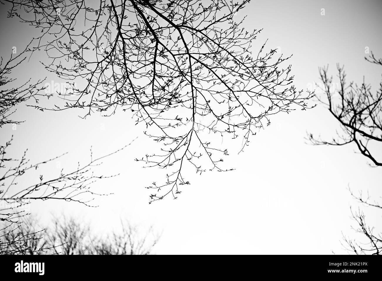Silhouetted against backdrop Black and White Stock Photos & Images - Alamy