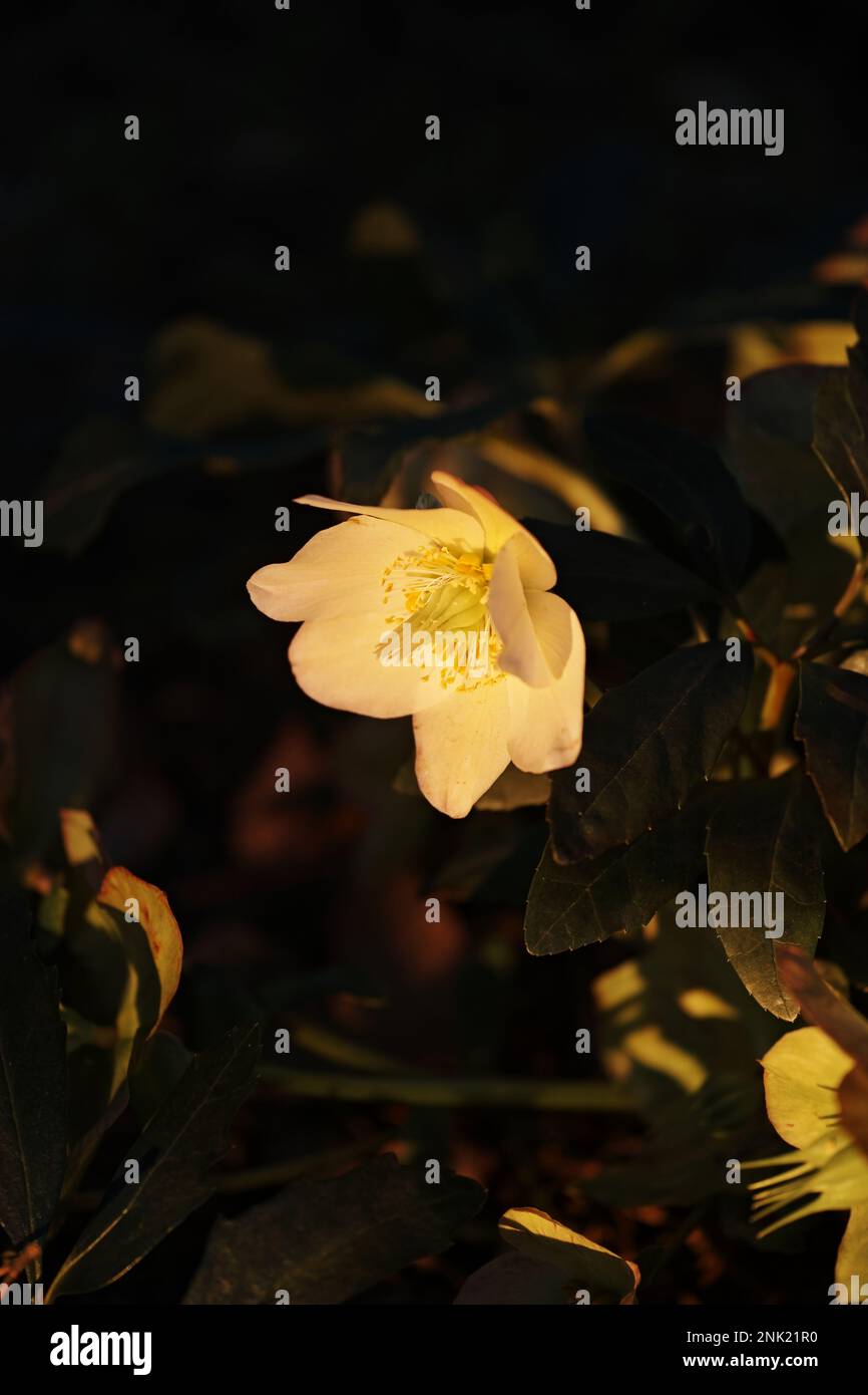 A single hellebore in bloom in a residential backyard illuminated by ...