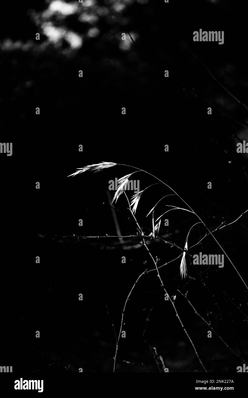 A greyscale shot of a weeping love grass on a blurred background Stock ...