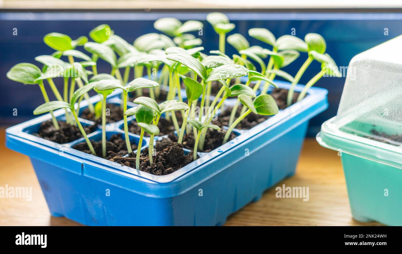Small plants sprouts in a container ready for planting Stock Photo - Alamy