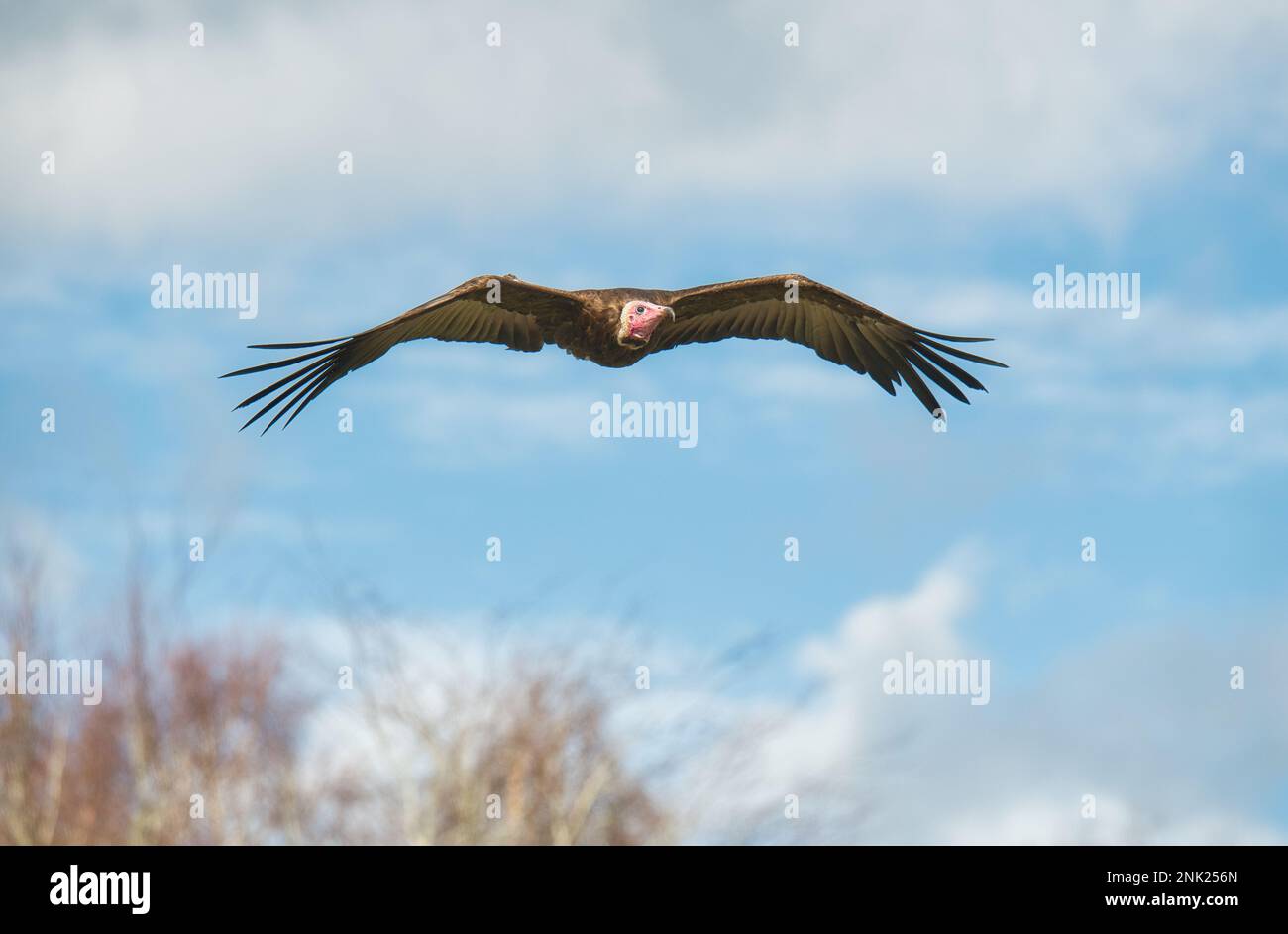 Vulture in flight Stock Photo - Alamy