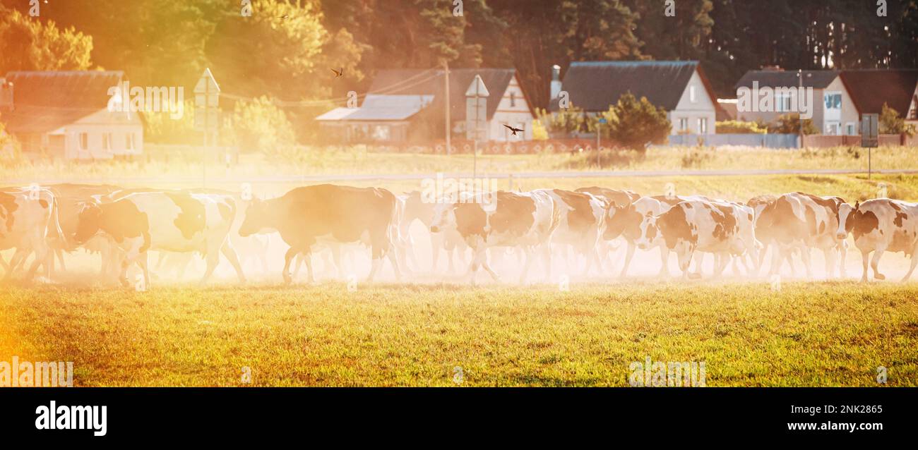 Sun Shining With Sun Rays Above Herd Of Cows Crossing In Rural Meadow ...