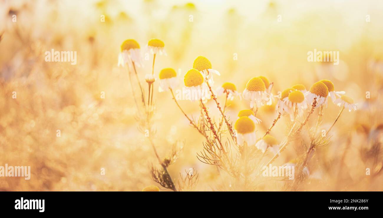 Amazing Sunrise Above Blooming Wild Flowers Matricaria Chamomilla Or ...