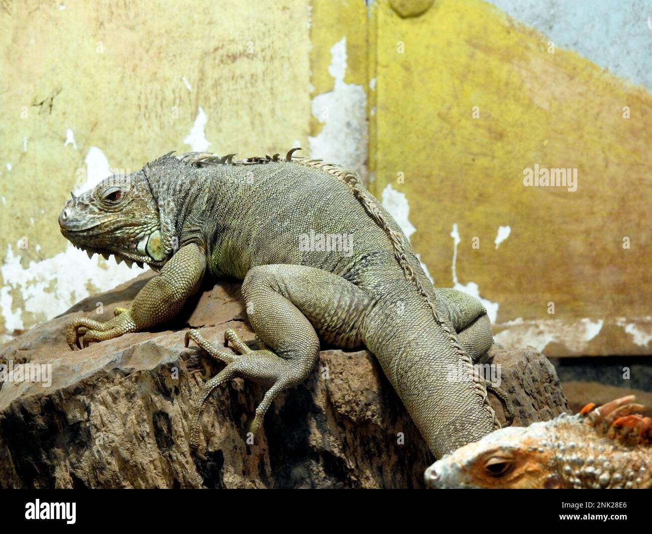 The green iguana, also known as the American iguana or the common green ...