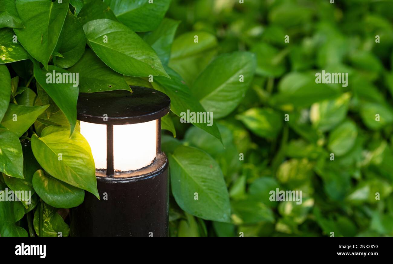 A garden spotlight illuminates the leaves of surrounding tropical ...