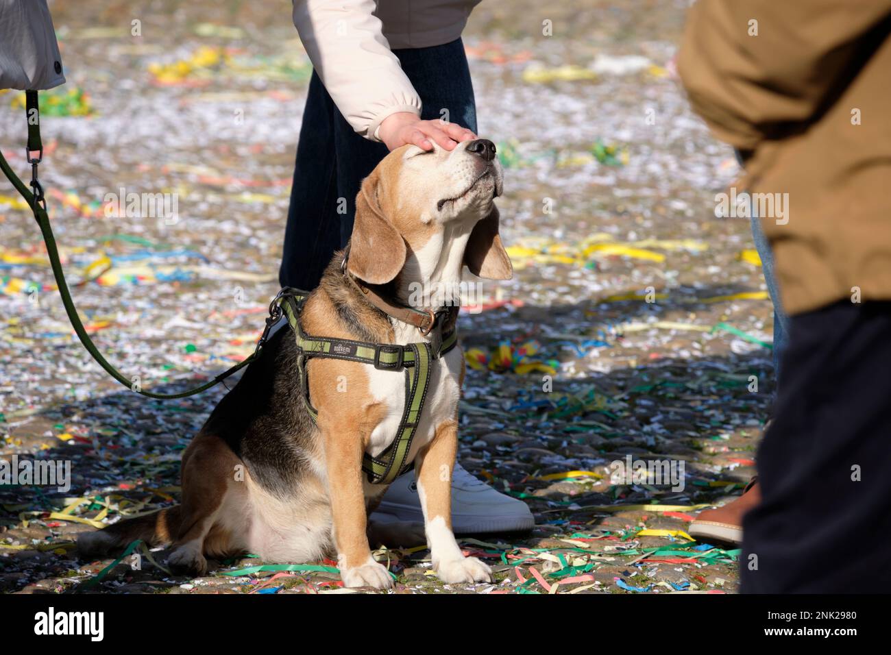 person patting a dog on the head appreciating the gesture ...