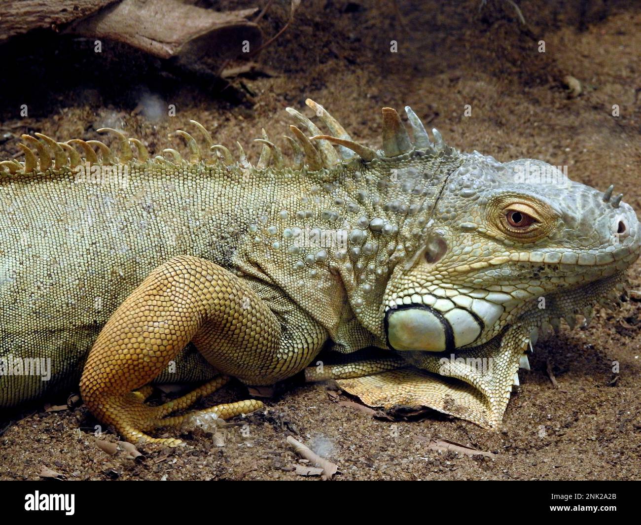 The green iguana, also known as the American iguana or the common green ...