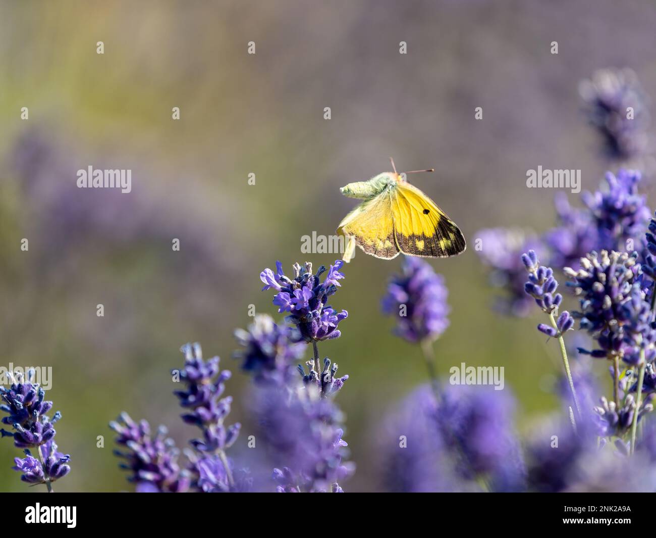 Clouded yellow butterfly flight hi-res stock photography and images - Alamy