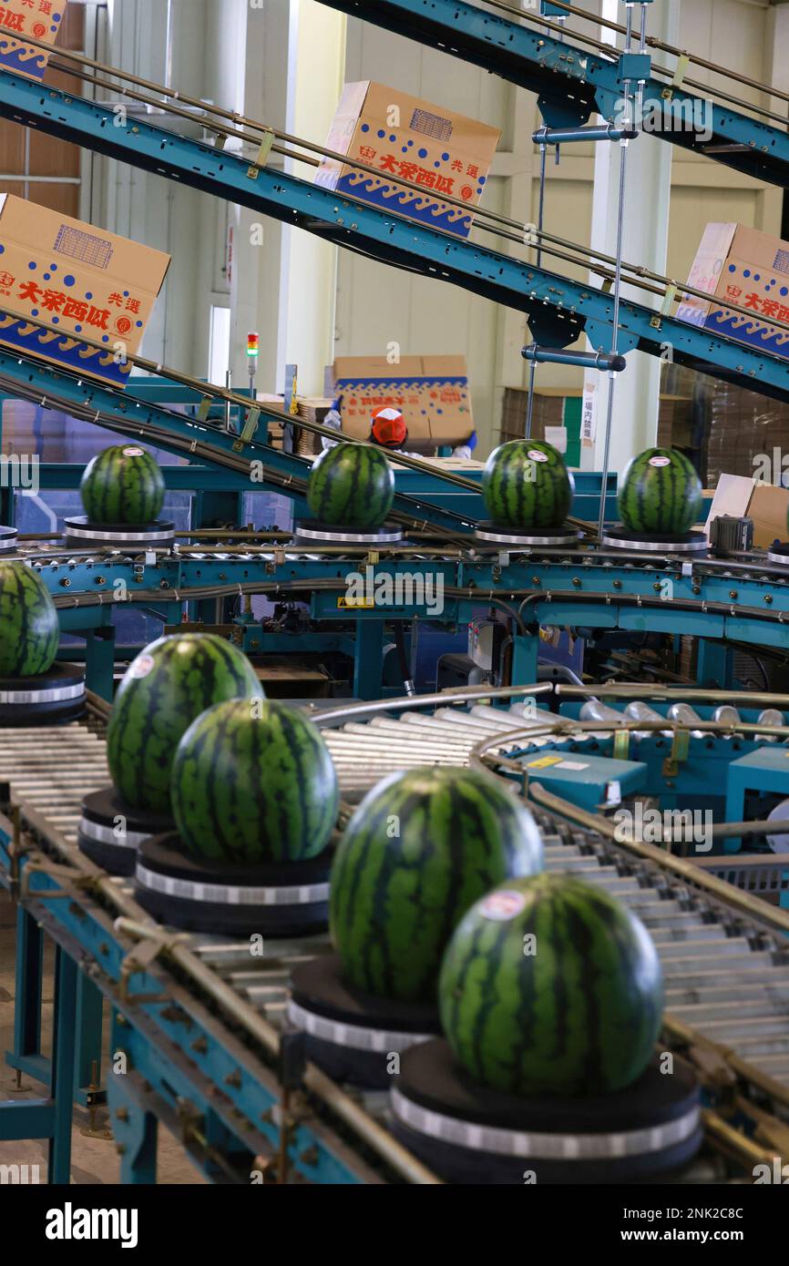 Watermelons named Daiei Suika are collected at a separation place in ...