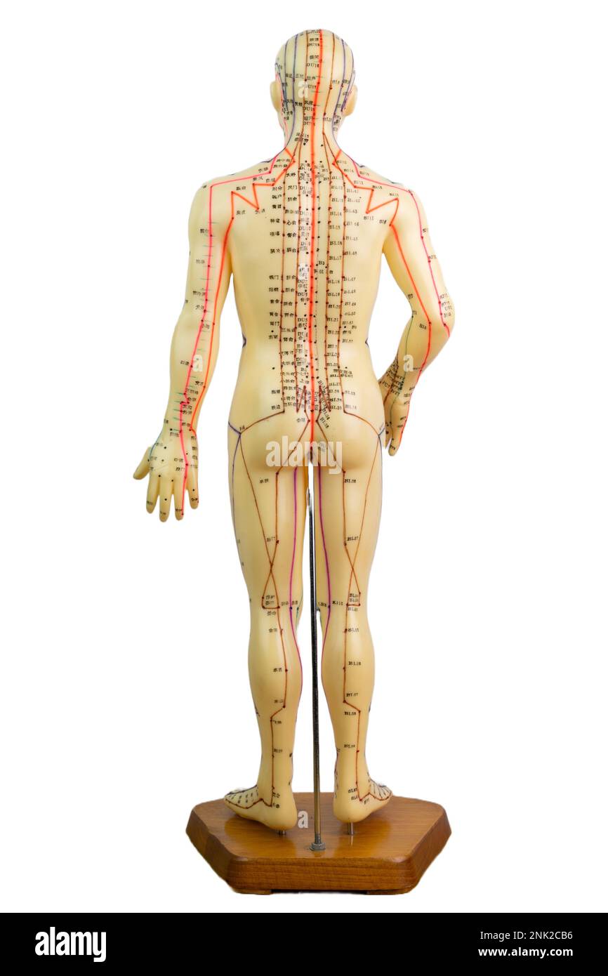Back view of Medical acupuncture model of human isolated on white ...