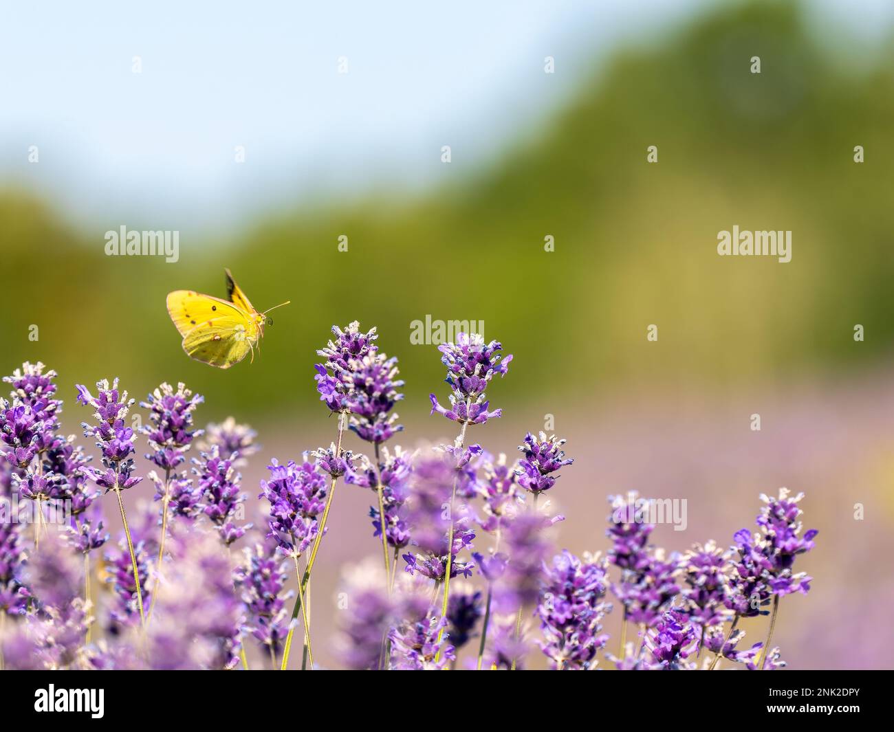 Clouded yellow butterfly flight hi-res stock photography and images - Alamy