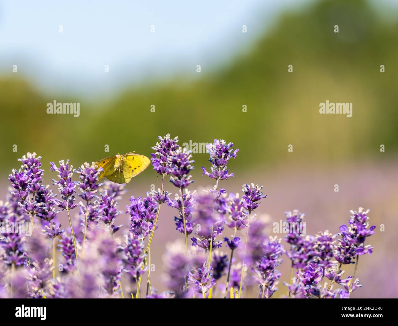Clouded yellow butterfly flight hi-res stock photography and images - Alamy