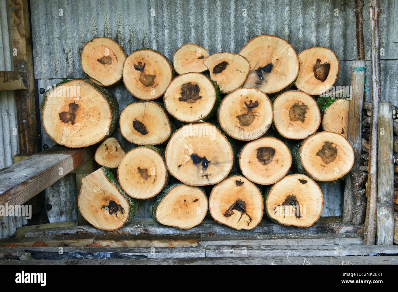 Lengths of trunk of an Ash tree, Fraxinus excelsior showing secondary ...