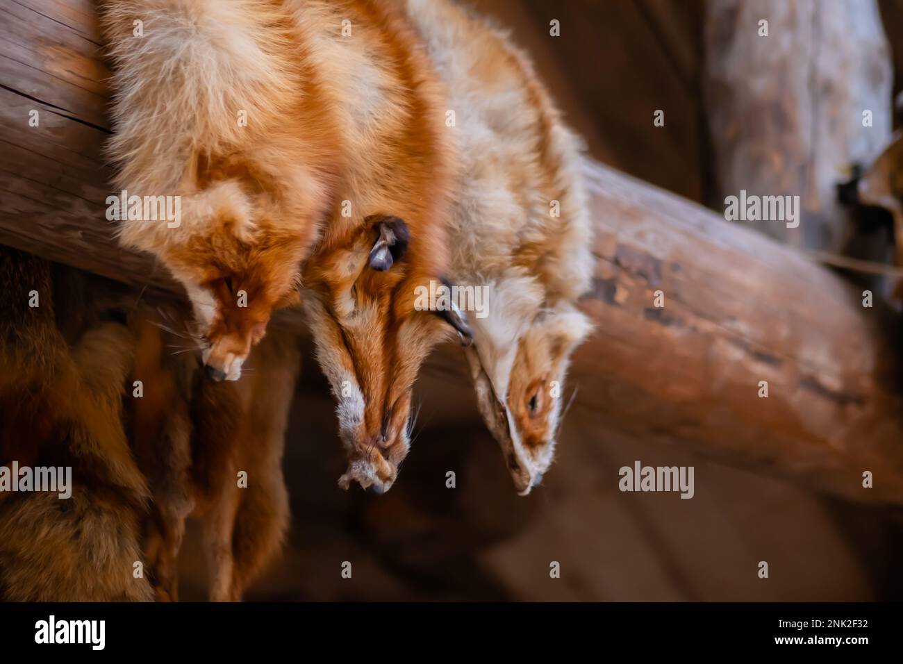 Row of fox fur pelts hanging on wooden log Stock Photo - Alamy