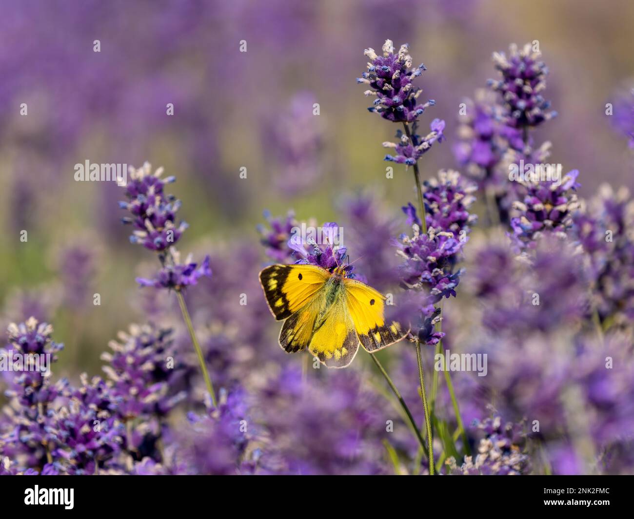 Clouded yellow butterfly flight hi-res stock photography and images - Alamy
