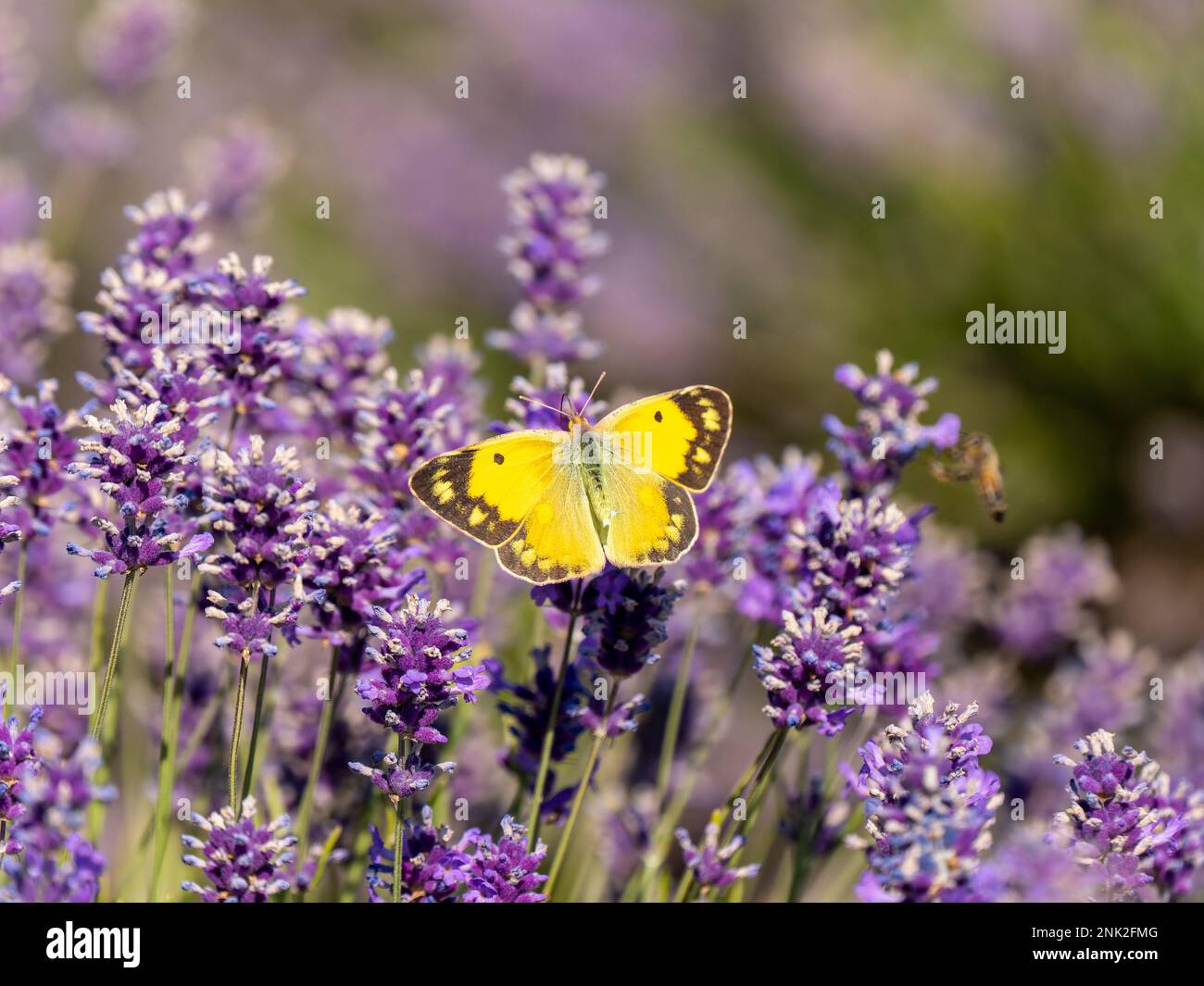 Clouded yellow butterfly flight hi-res stock photography and images - Alamy