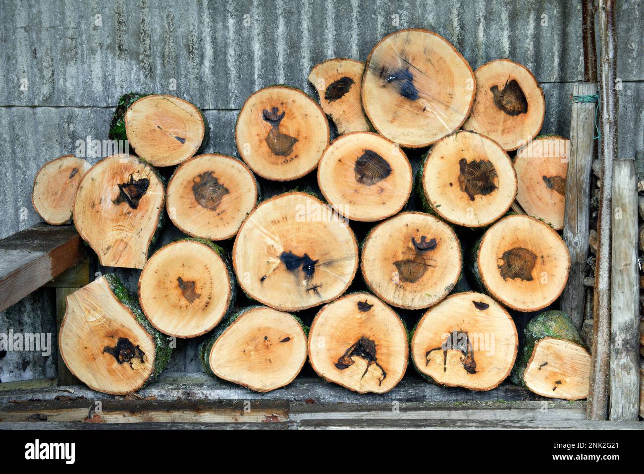 Lengths of trunk of an Ash tree, Fraxinus excelsior showing secondary ...