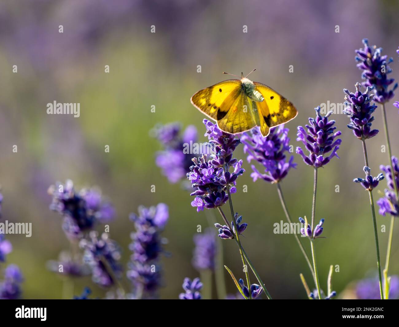 Clouded yellow butterfly flight hi-res stock photography and images - Alamy