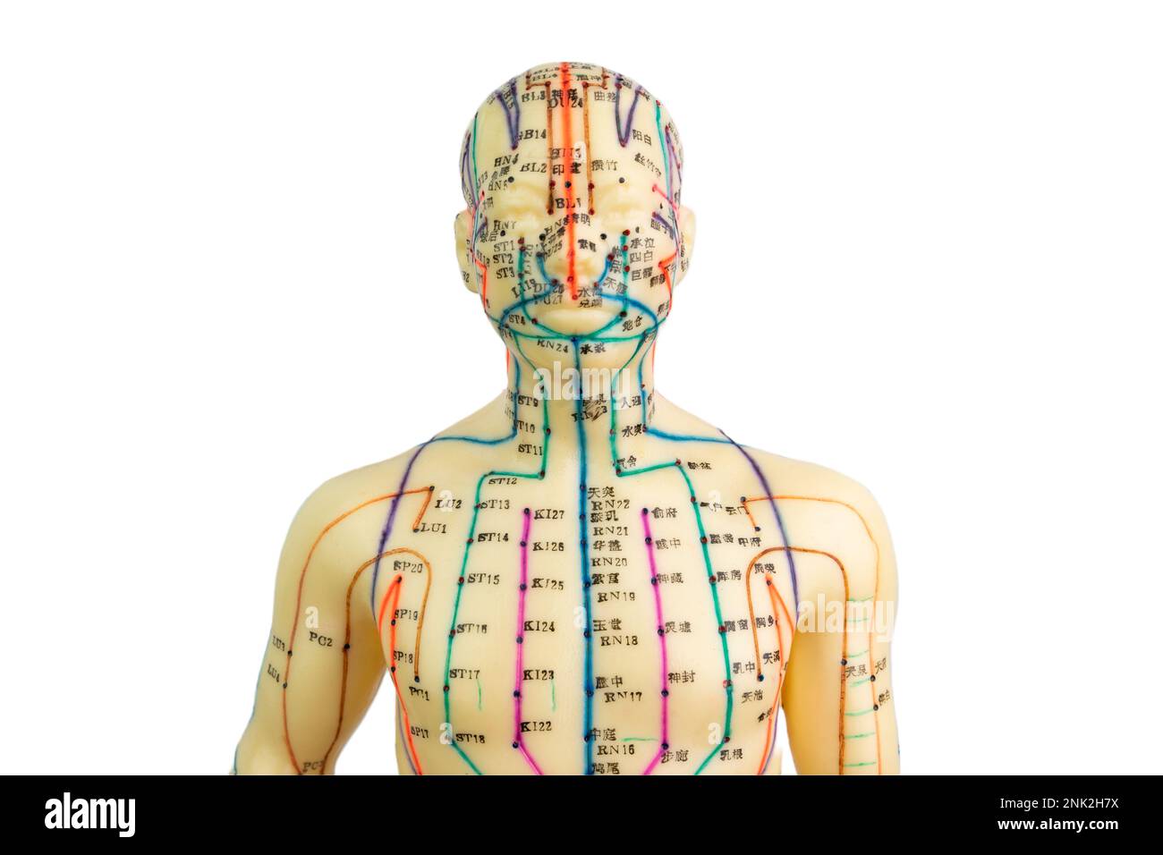 Front view of a medical acupuncture model of human isolated on white ...