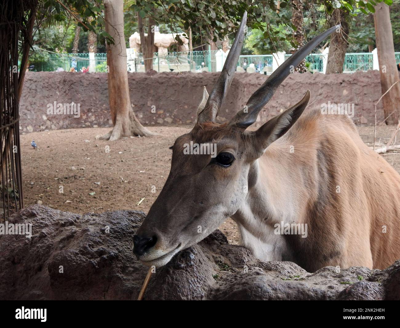 The common eland (Taurotragus oryx), Southern eland antelope, a large ...