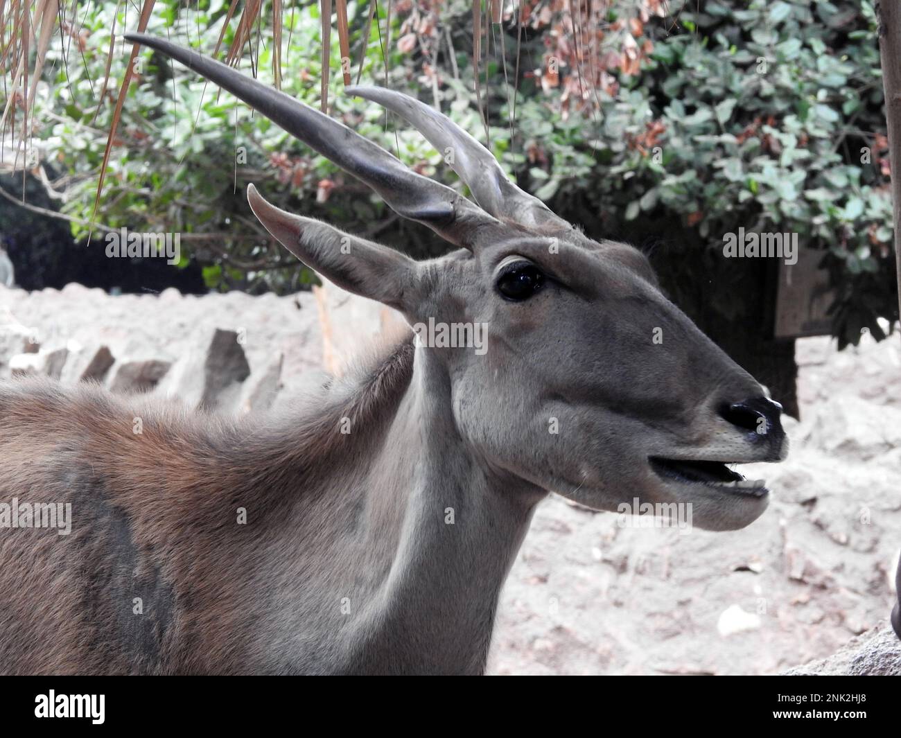 The common eland (Taurotragus oryx), Southern eland antelope, a large ...