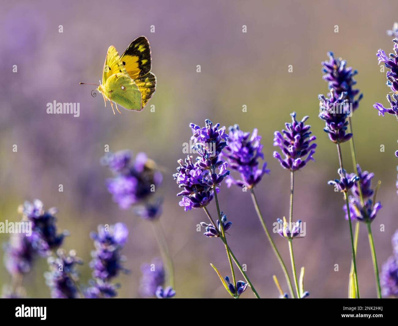 Clouded yellow butterfly flight hi-res stock photography and images - Alamy