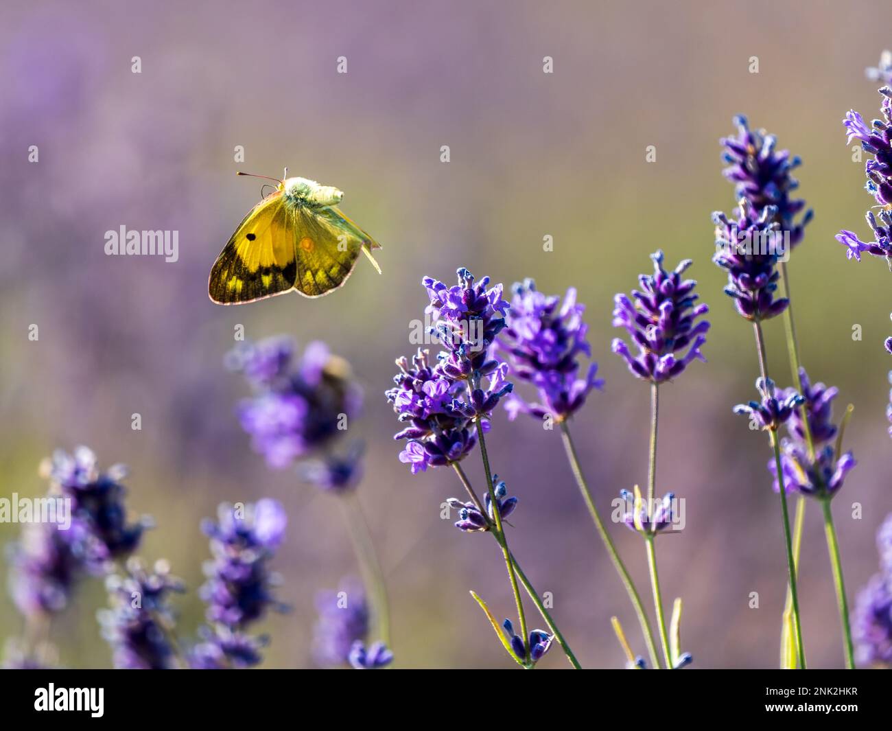 Clouded yellow butterfly flight hi-res stock photography and images - Alamy