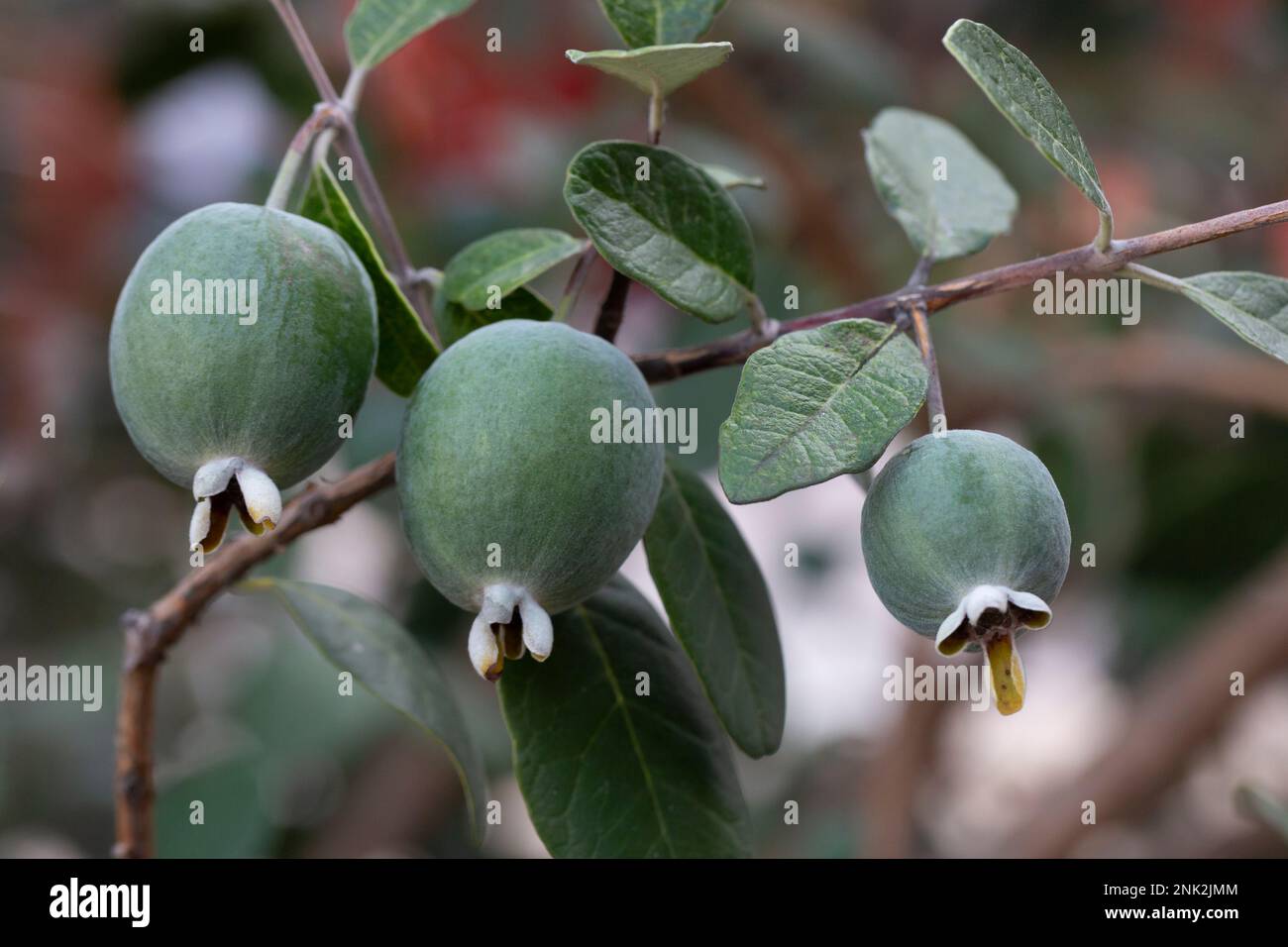 Ripe feijoa fruits on a tree in garden lat. Acca sellowiana . Fresh ...