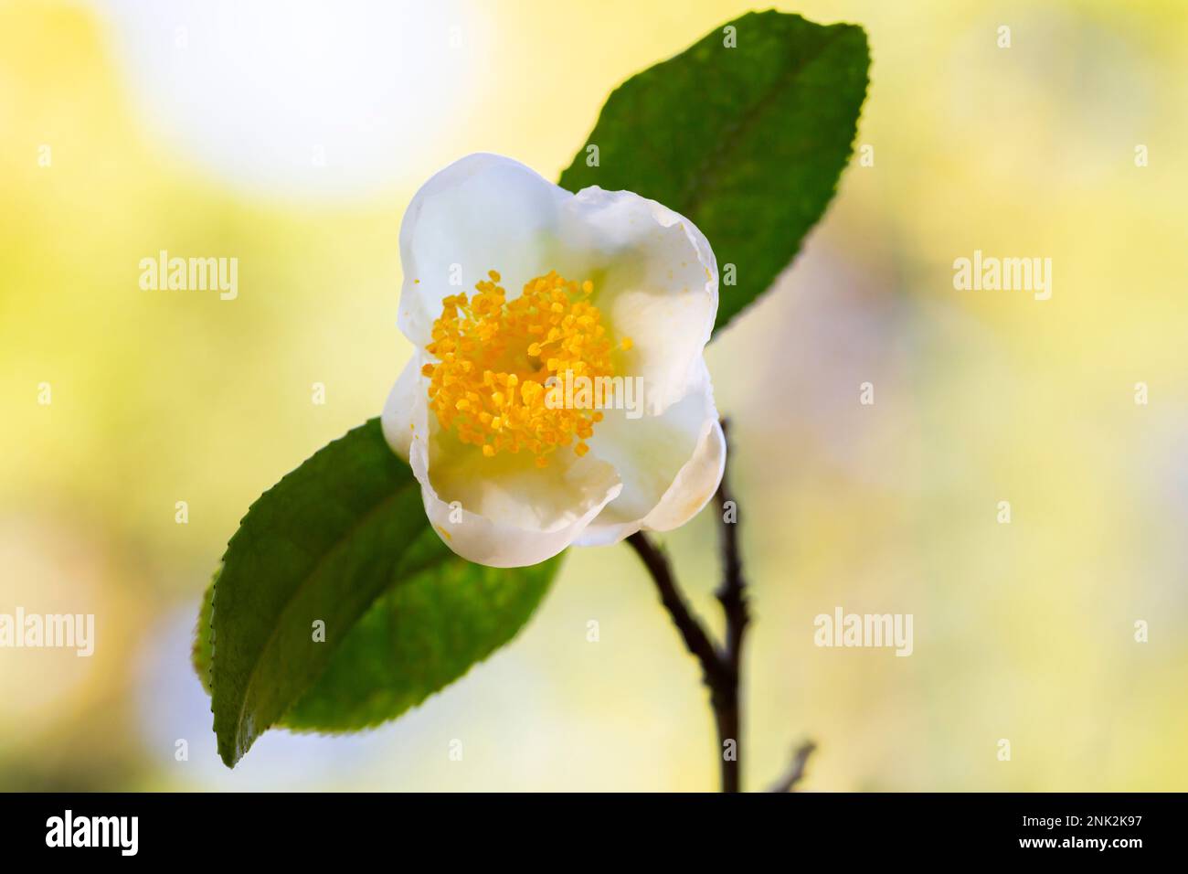 Close-up of white tea bush flowers, Chinese camellia on a blurry ...