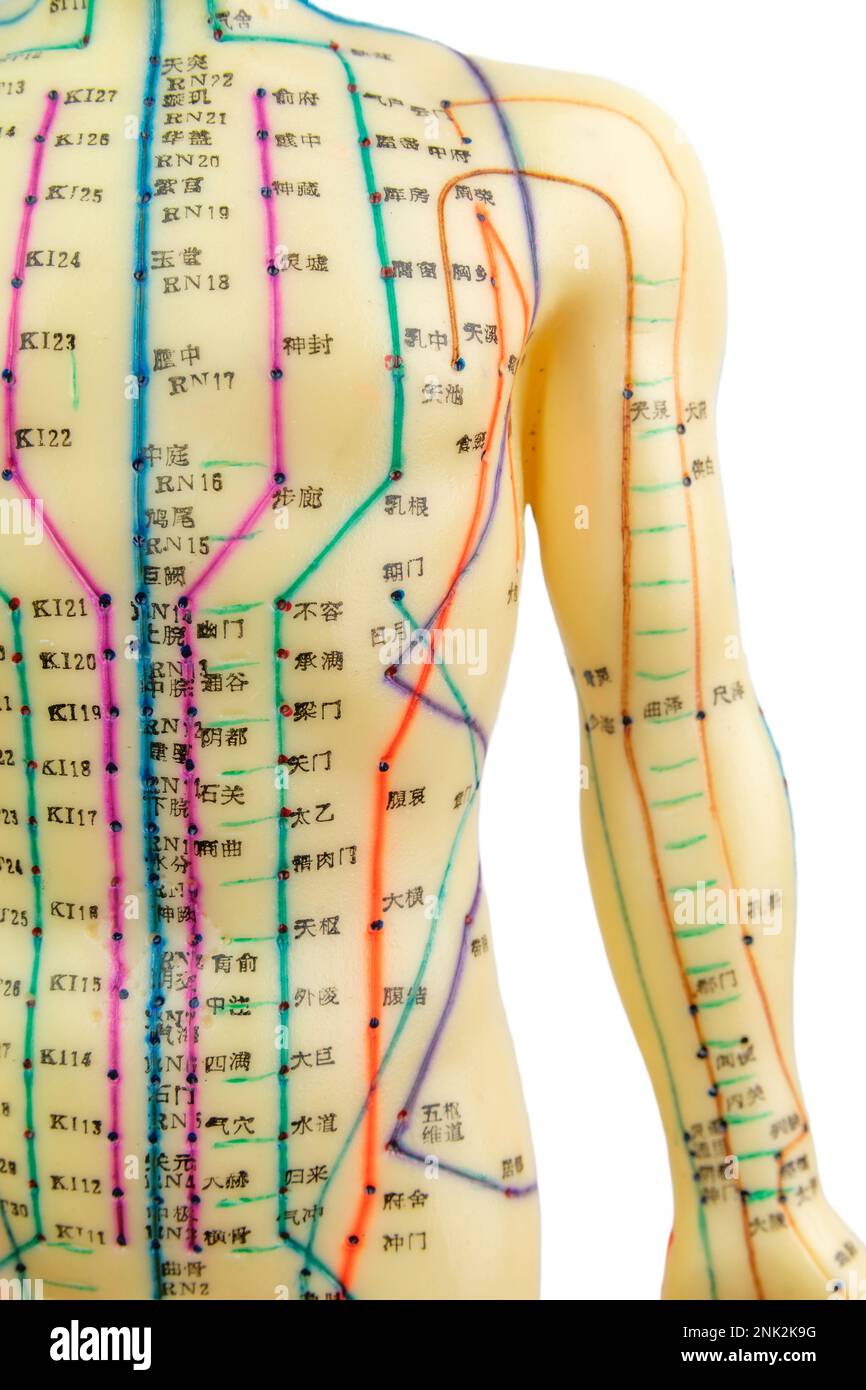 Front view of a portion of upper body of a medical acupuncture model of ...