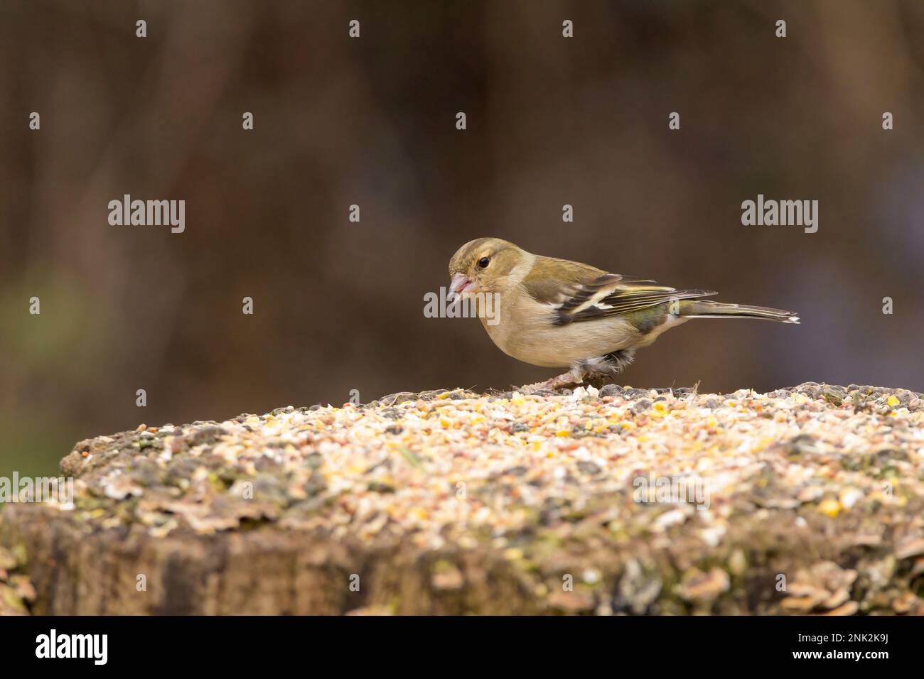 Pale wing bar hi-res stock photography and images - Alamy