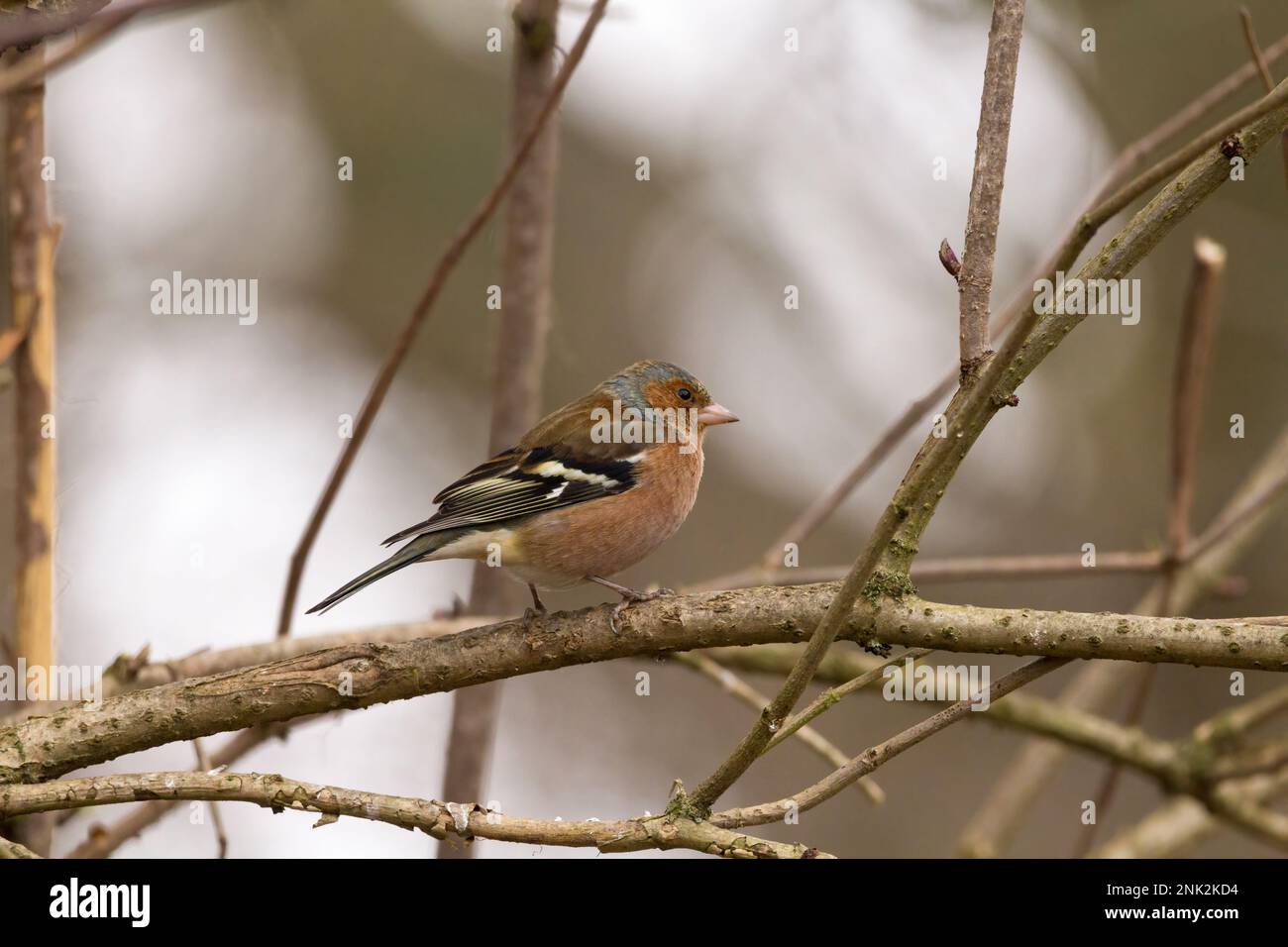 Shoulder spring hi-res stock photography and images - Alamy