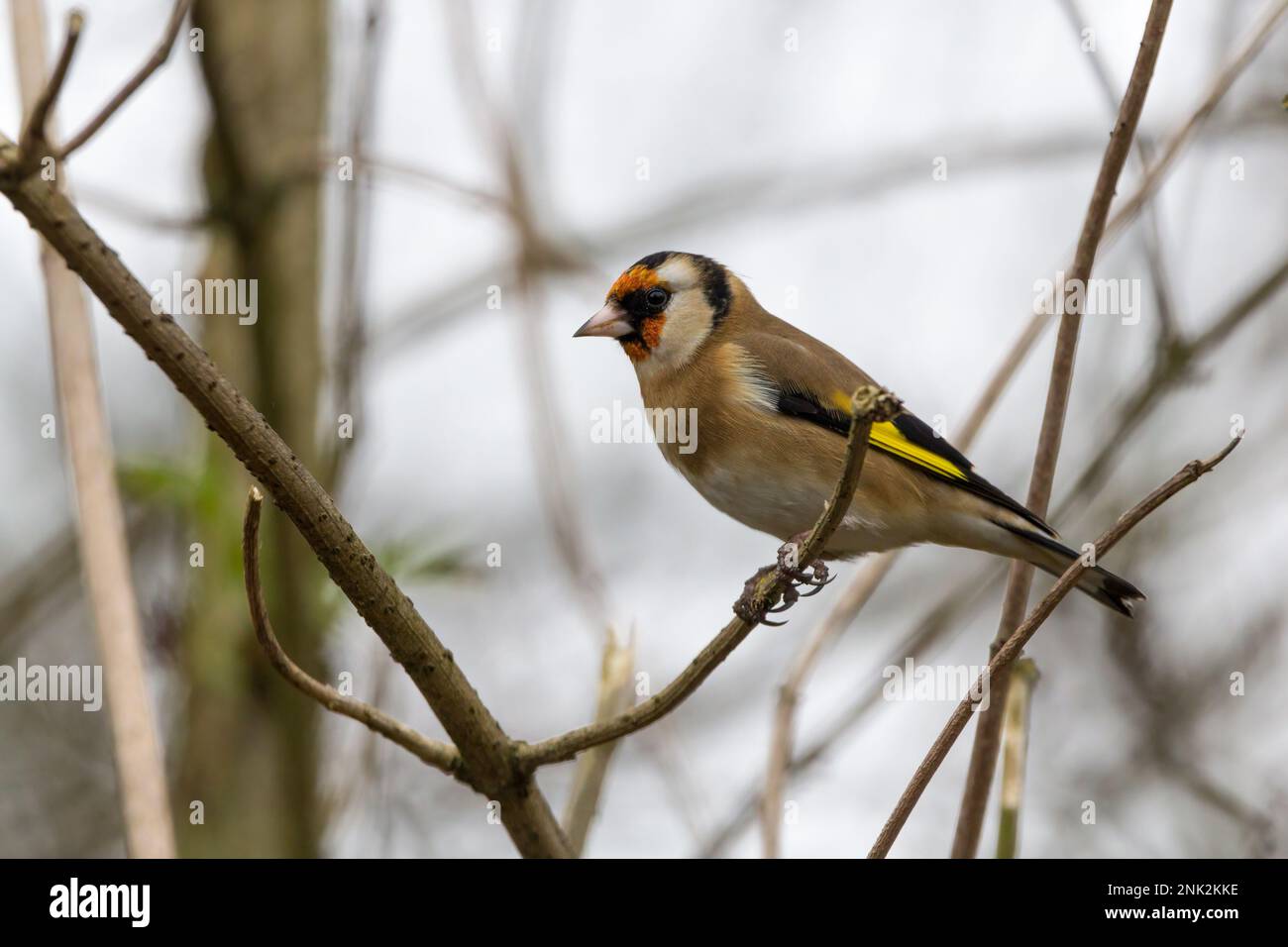 Buffish flanks hi-res stock photography and images - Alamy