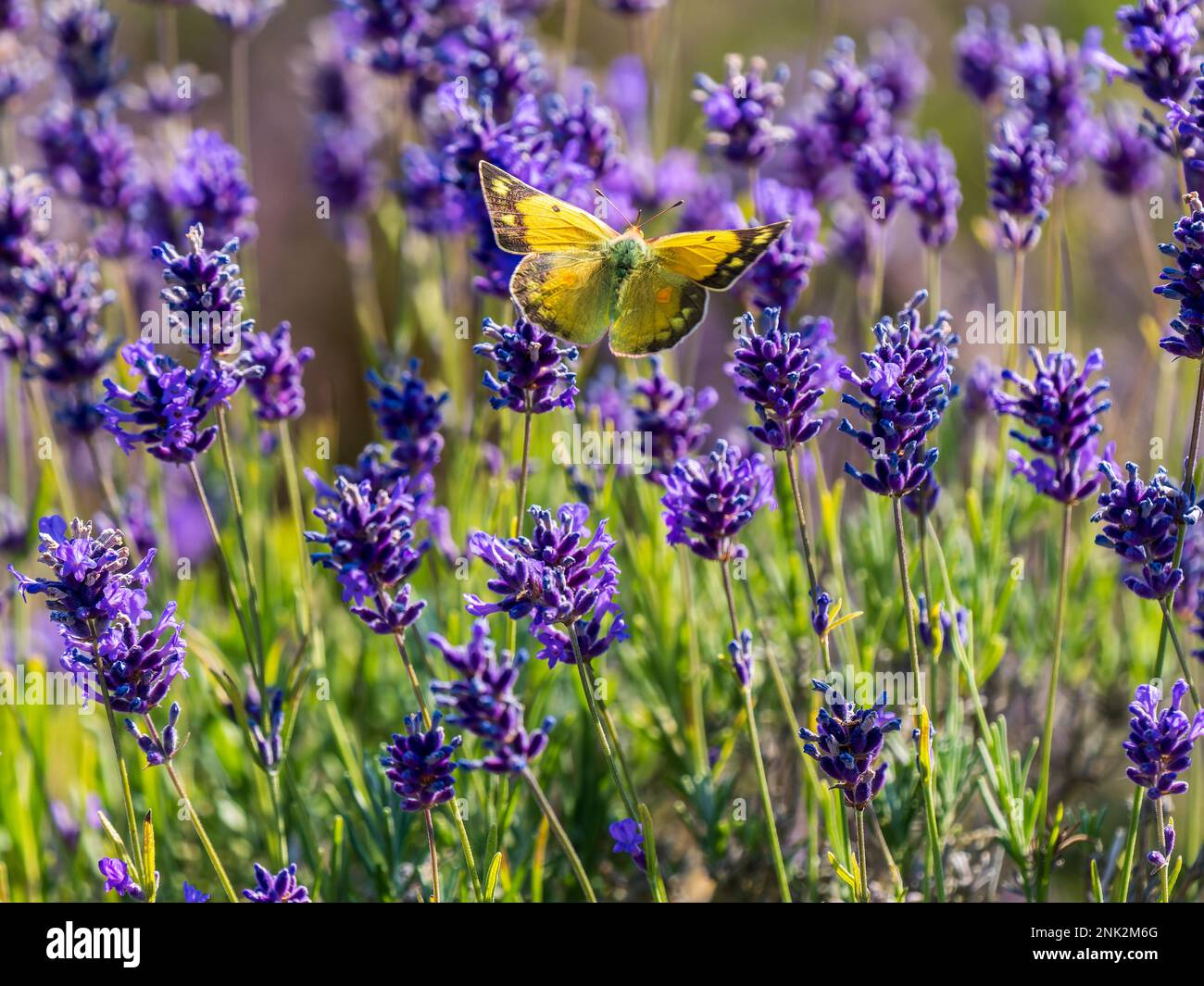 Clouded yellow butterfly flight hi-res stock photography and images - Alamy