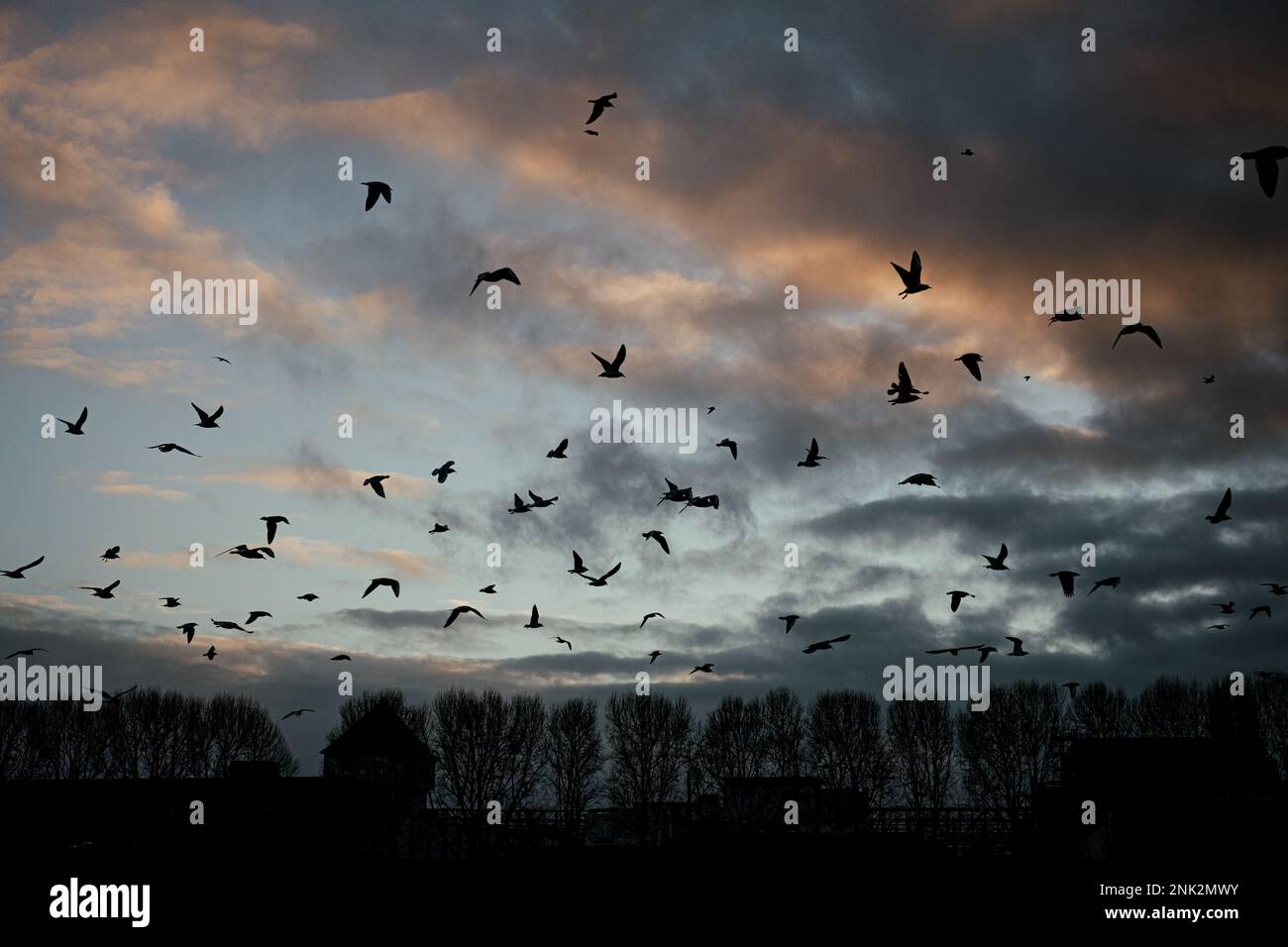 Flying teal bird night hi-res stock photography and images - Alamy