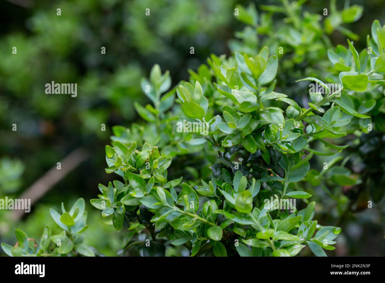boxwood. Buxus sempervirens with yellow flowers. young boxwood leaves ...
